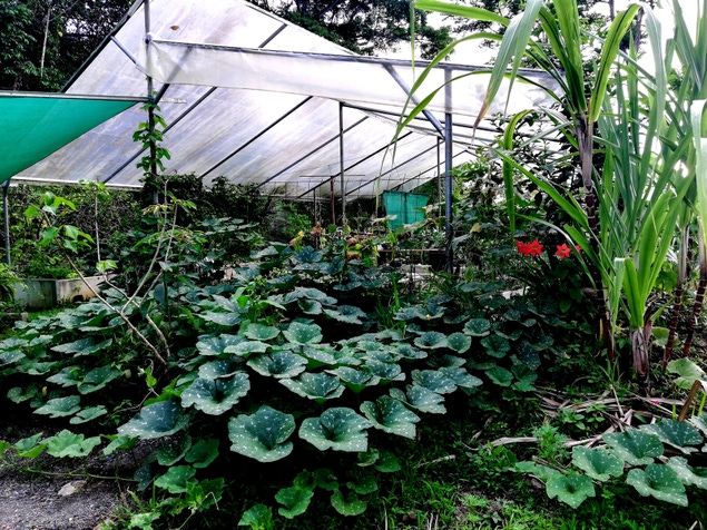 Costa Rica Farms for Sale | Find Your Dream Farm in the Tropical Paradise