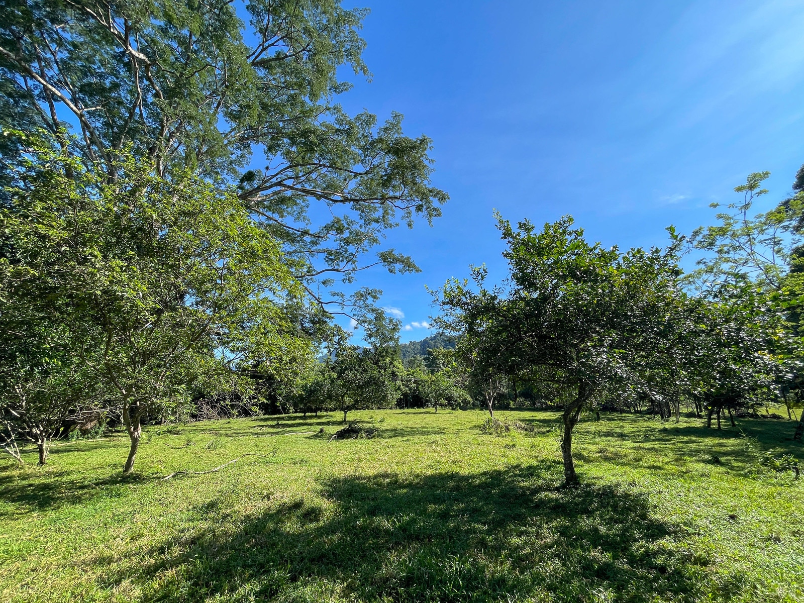 Farm Ranch With Natural Views, Londres, Manuel Antonio, Naranjito ...