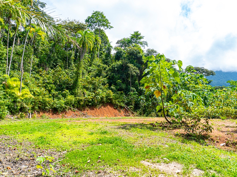 Tierra Del Ceibo 3 Acres Jungle Land For Sale With Mountain View Lot 5 ...